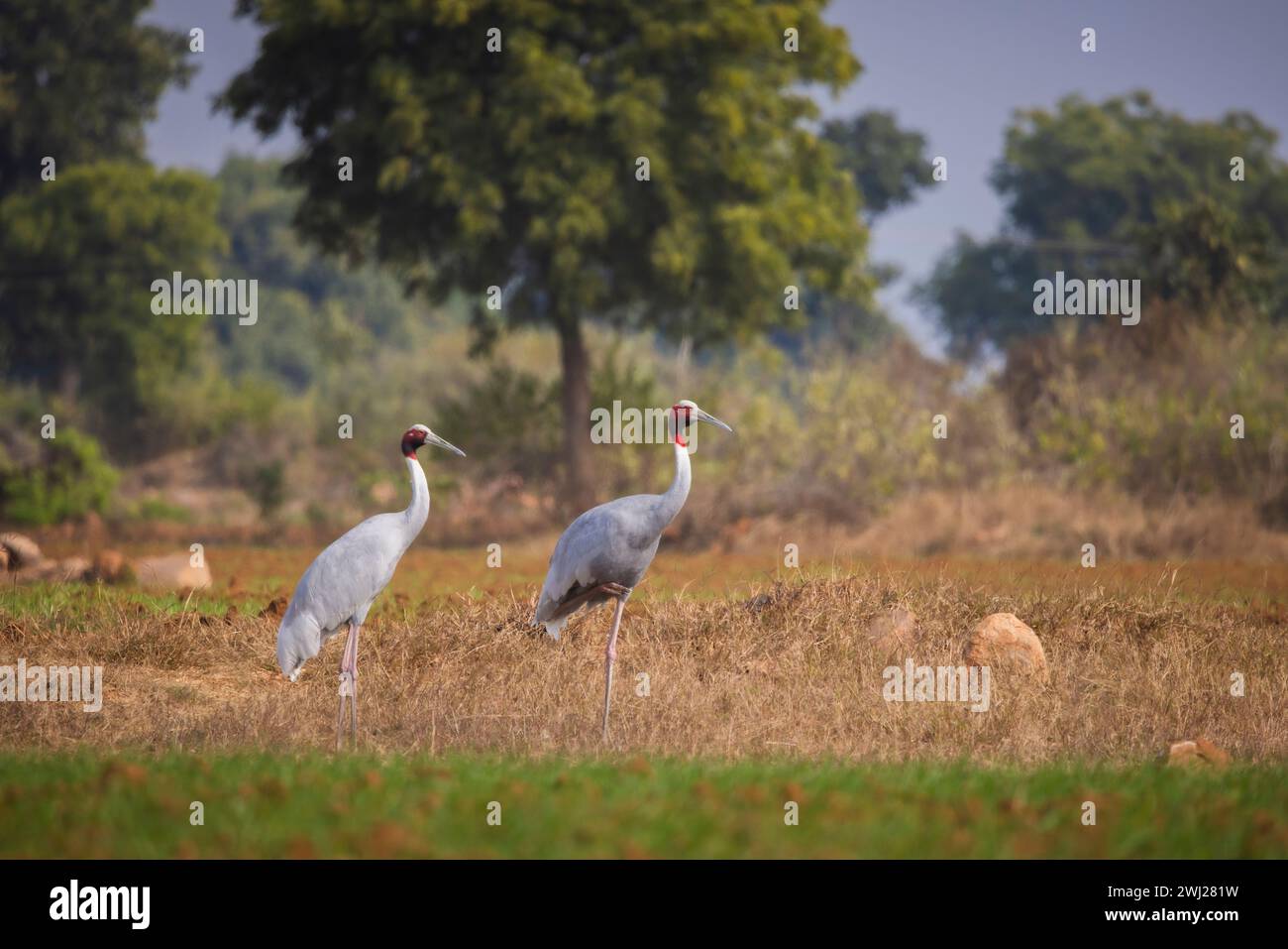 Sarus Crane, Antigone antigone, Panna Tiger Reserve, Madhya Pradesh ...