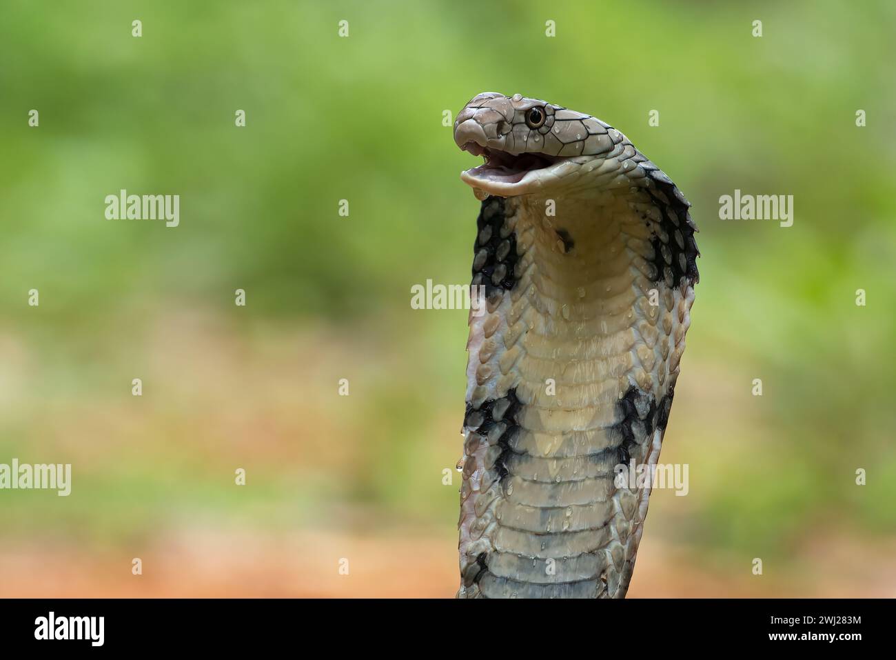 Close up of a king cobra head Stock Photo - Alamy