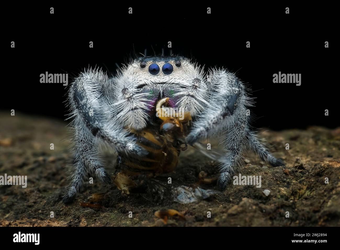 Jumping spider with black background Stock Photo - Alamy