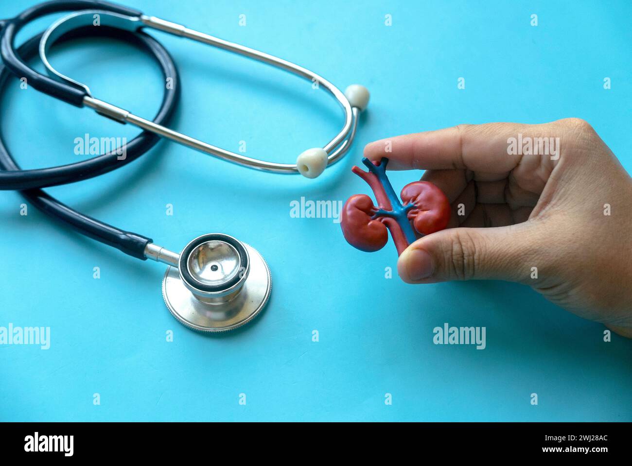 Concept of World kidney day, National Organ Donor Day, donation ...