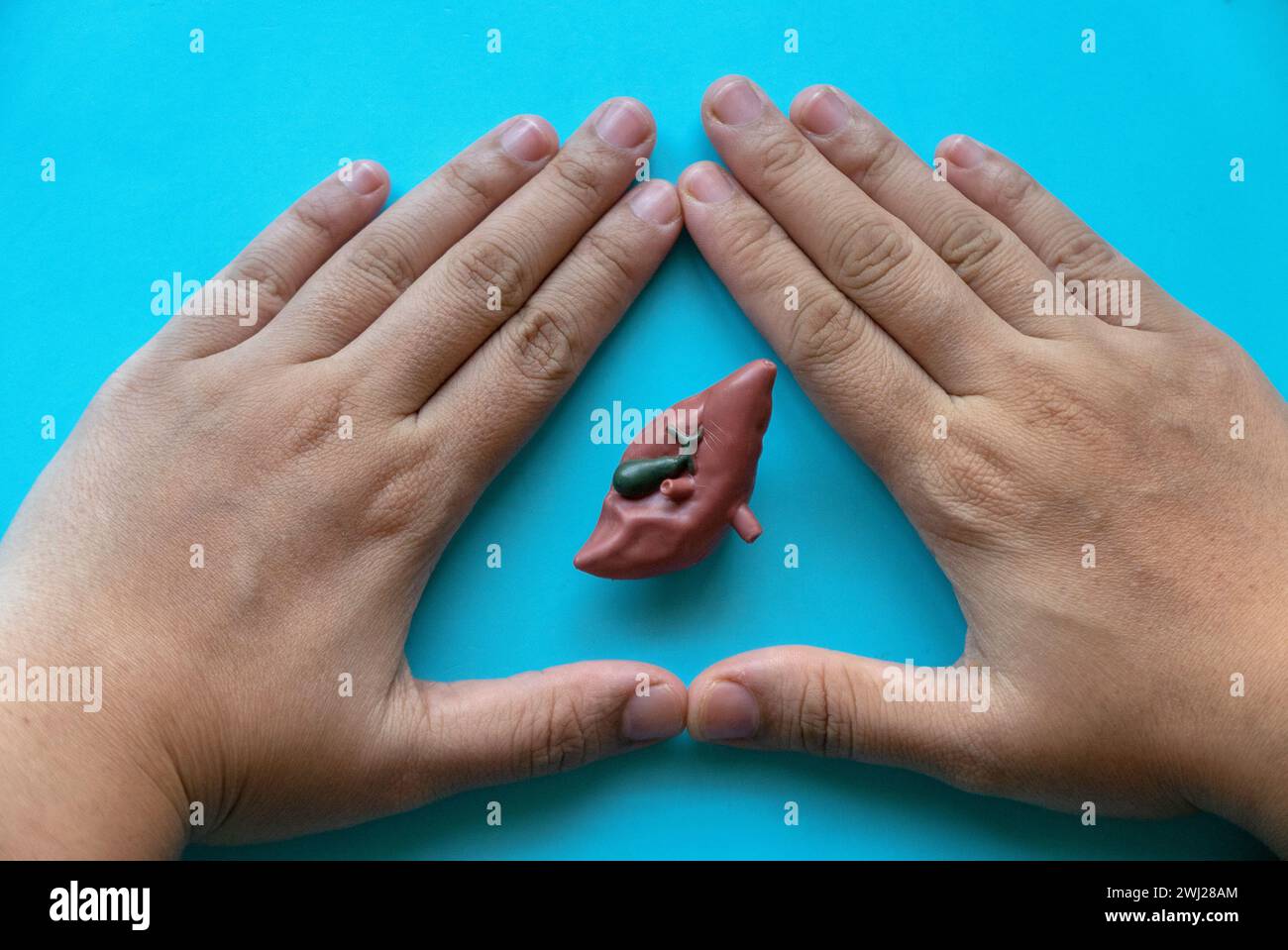 Concept of healthy liver, donation, diagnosis, protection and treatment ...