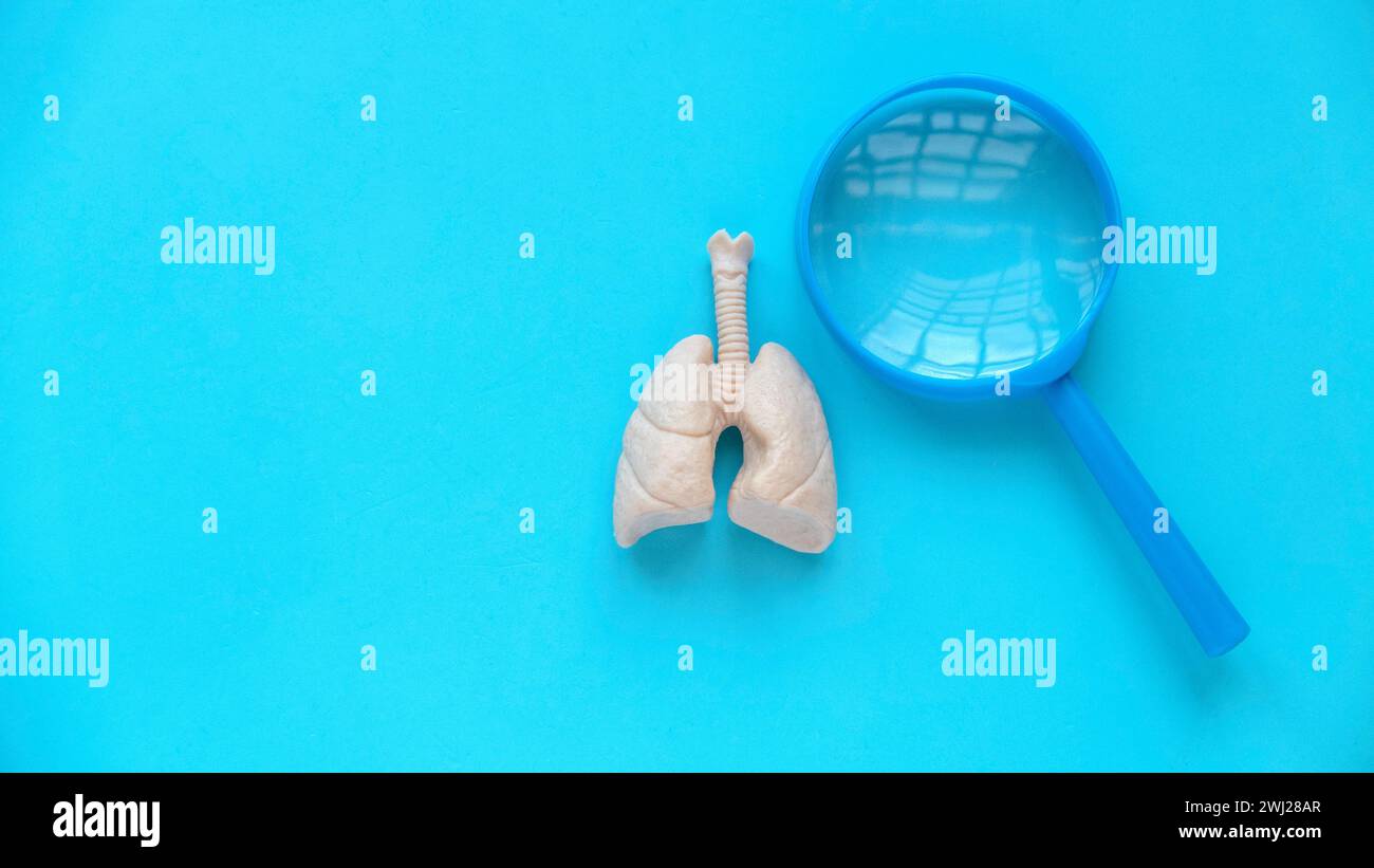 Lung model hi-res stock photography and images - Alamy