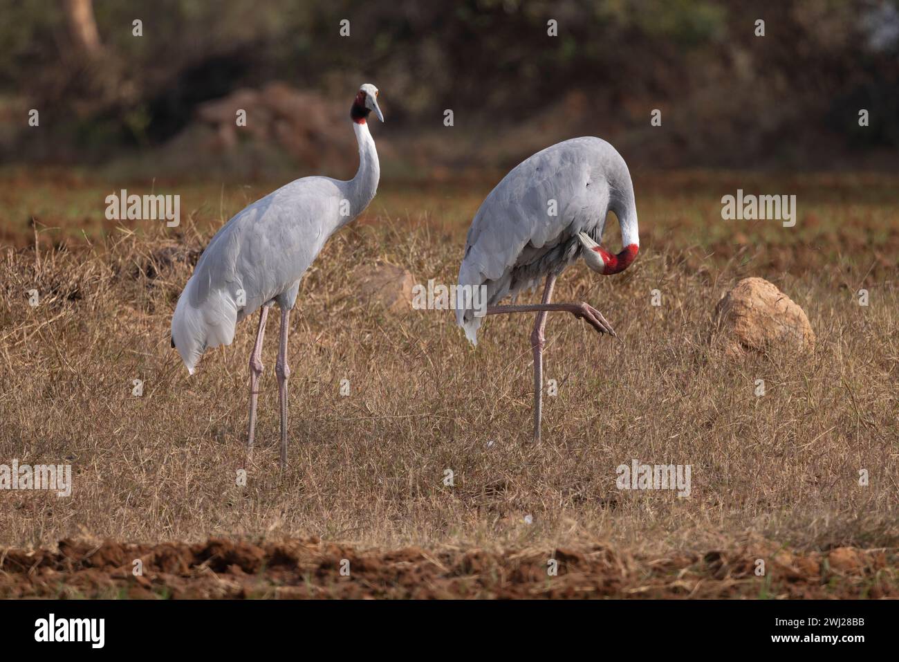 Sarus Crane, Antigone antigone, Panna Tiger Reserve, Madhya Pradesh ...