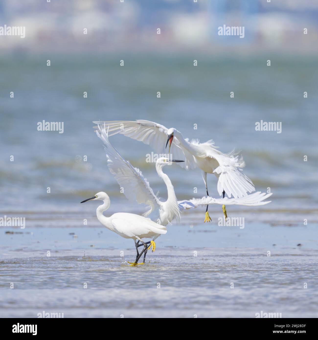 Two Little Egrets fighting on the beach, sunny day in northern France ...
