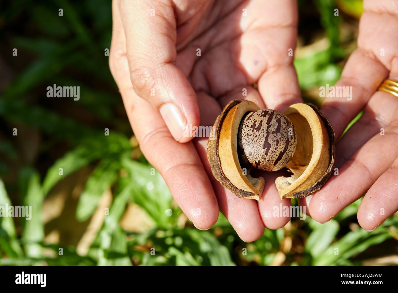 Close-up of hand holding rubber seed on field Stock Photo - Alamy
