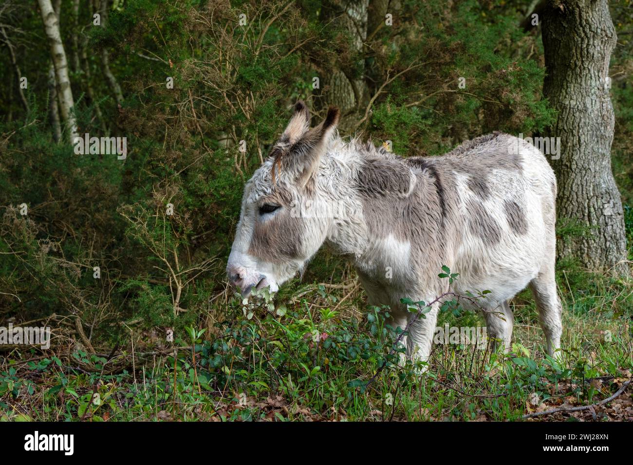 Donkey-Equus asinus in a field near Arne, Dorset, England, Uk Stock ...