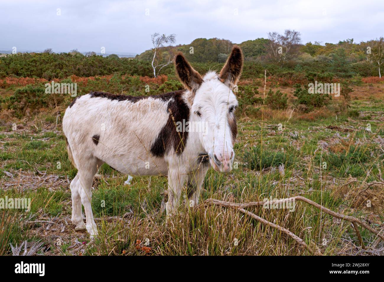 Donkey-Equus asinus in a field near Arne, Dorset, England, Uk Stock ...