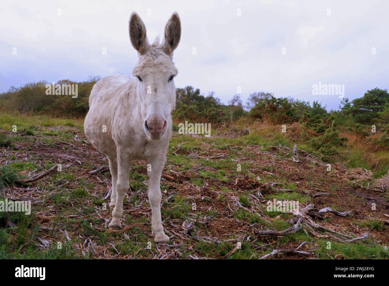 Donkey-Equus asinus in a field near Arne, Dorset, England, Uk Stock ...