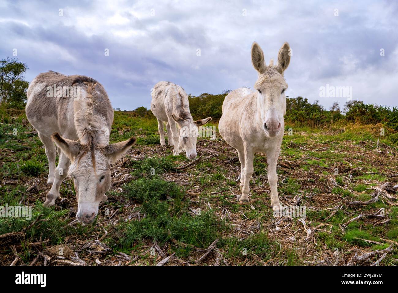 Donkeys-Equus asinus in a field near Arne, Dorset, England, Uk Stock ...