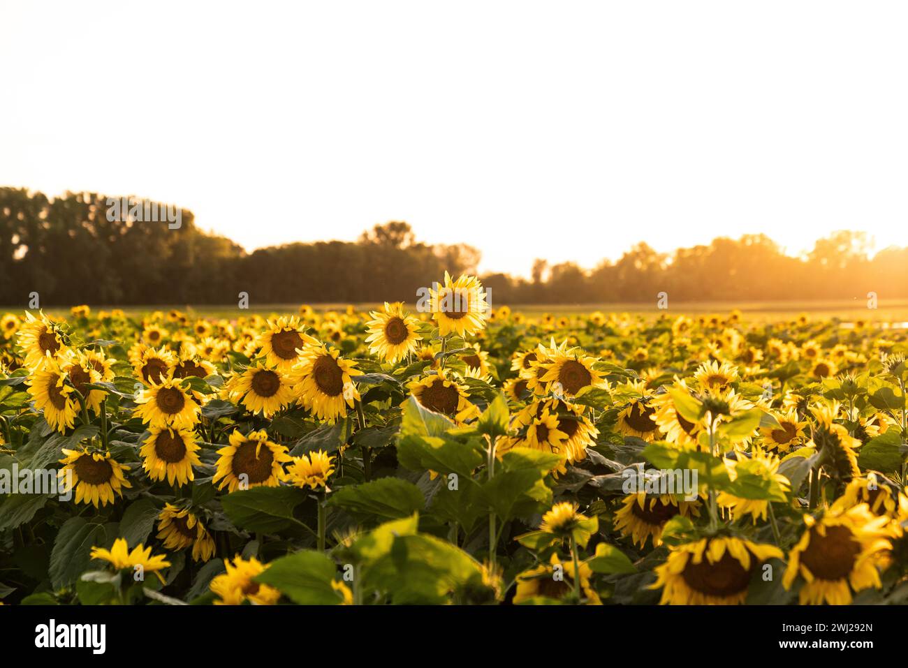 Large Sunflower Field at Sunset Stock Photo - Alamy