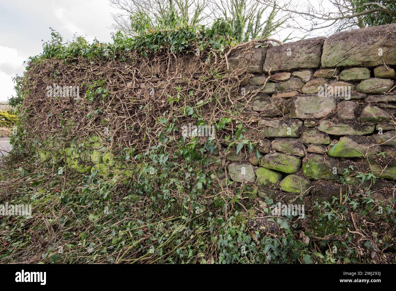 Wildlife value versus wall integrity hi-res stock photography and ...