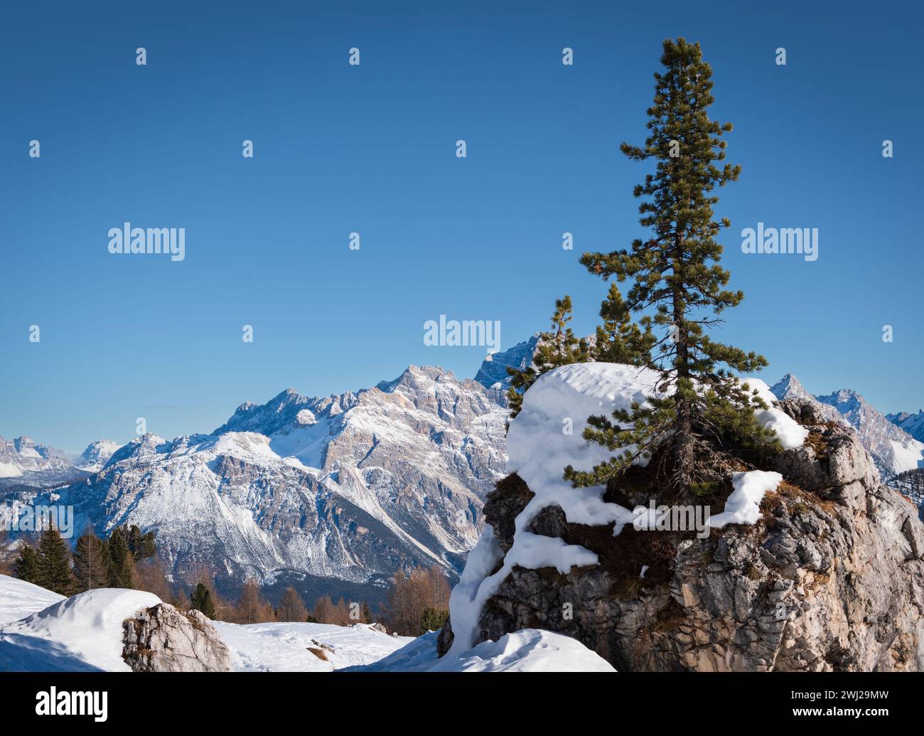 Blue tree trees alps hi-res stock photography and images - Alamy