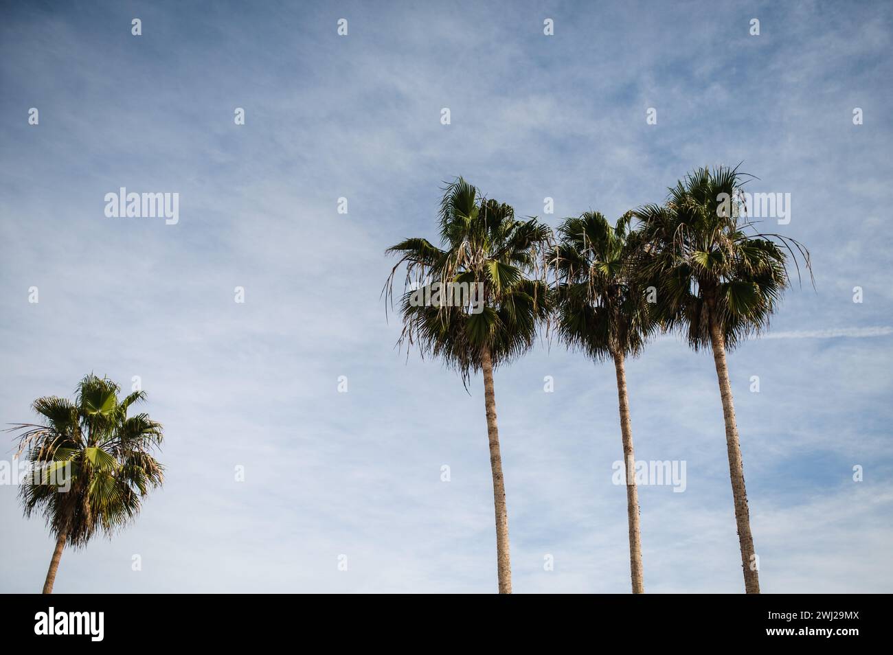 Blue sky trees and skyline hi-res stock photography and images - Alamy
