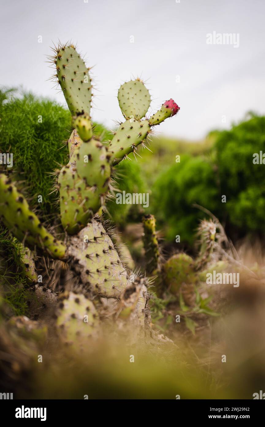Cactus adaptation hi-res stock photography and images - Alamy
