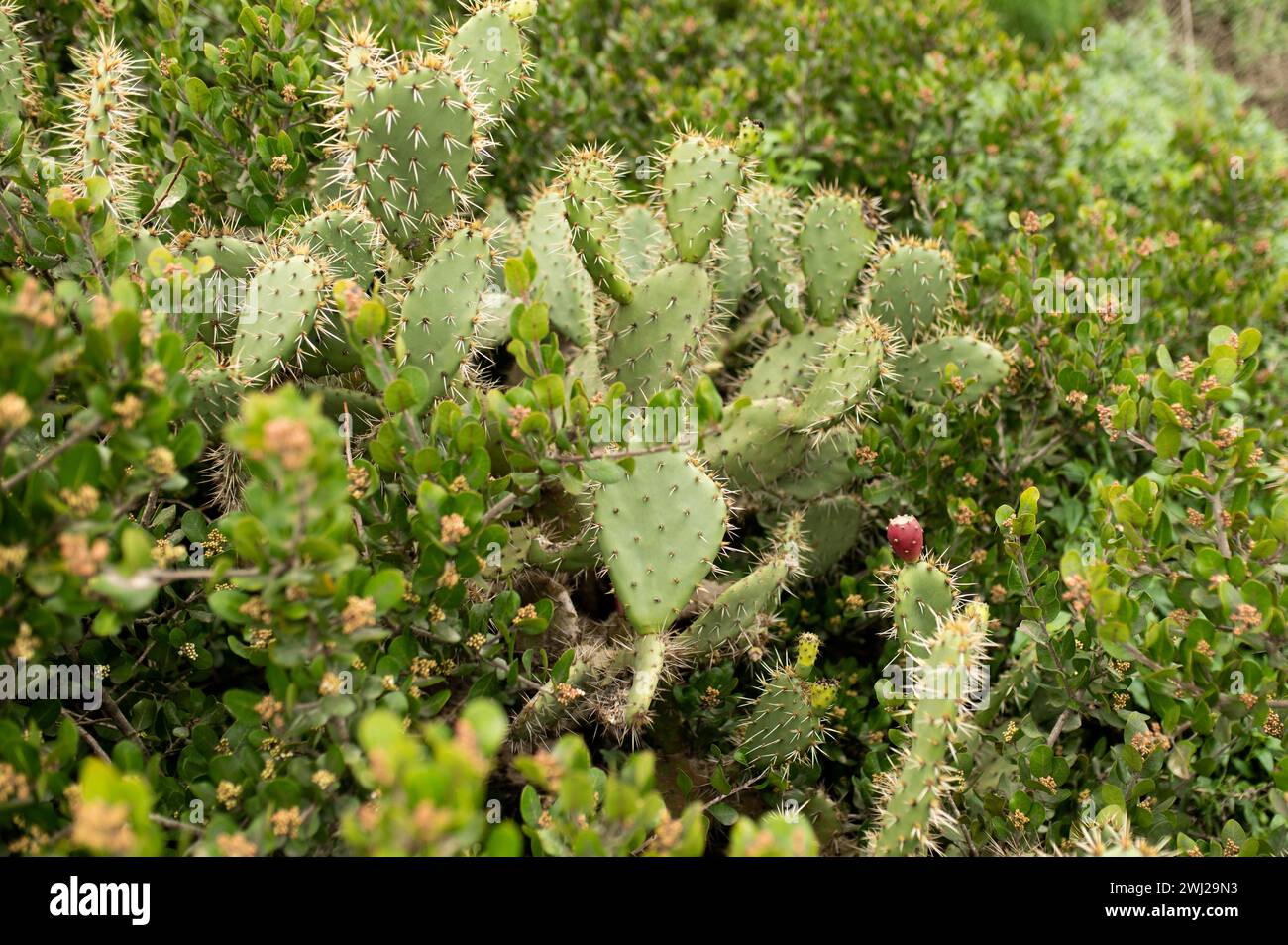 Prickly pear cactus in dense brush Stock Photo - Alamy