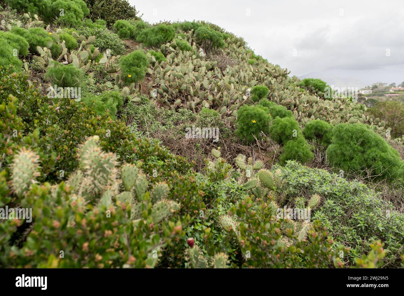 Diversity in desert plants hi-res stock photography and images - Alamy