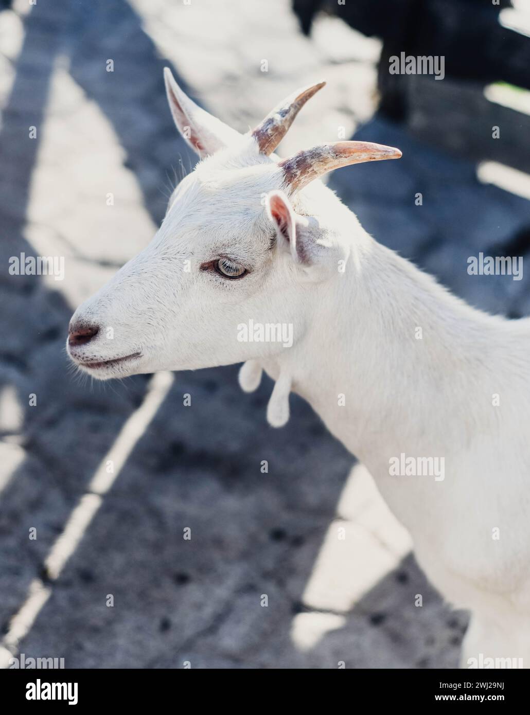 Farm goats eating hay hi-res stock photography and images - Alamy