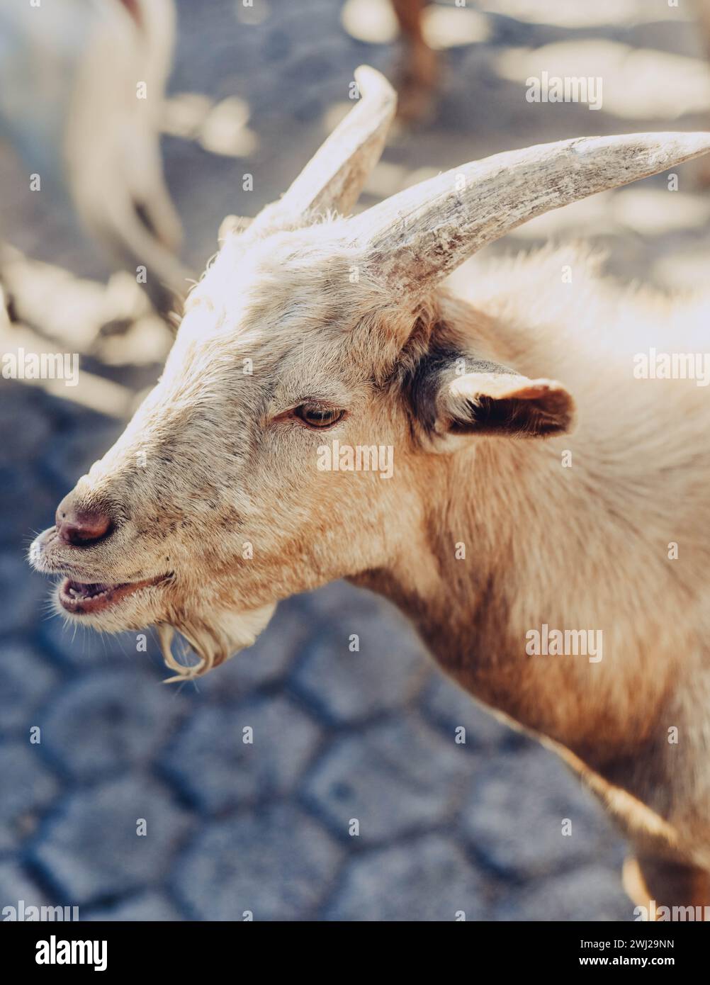 Typical South American goats on a farm Stock Photo - Alamy