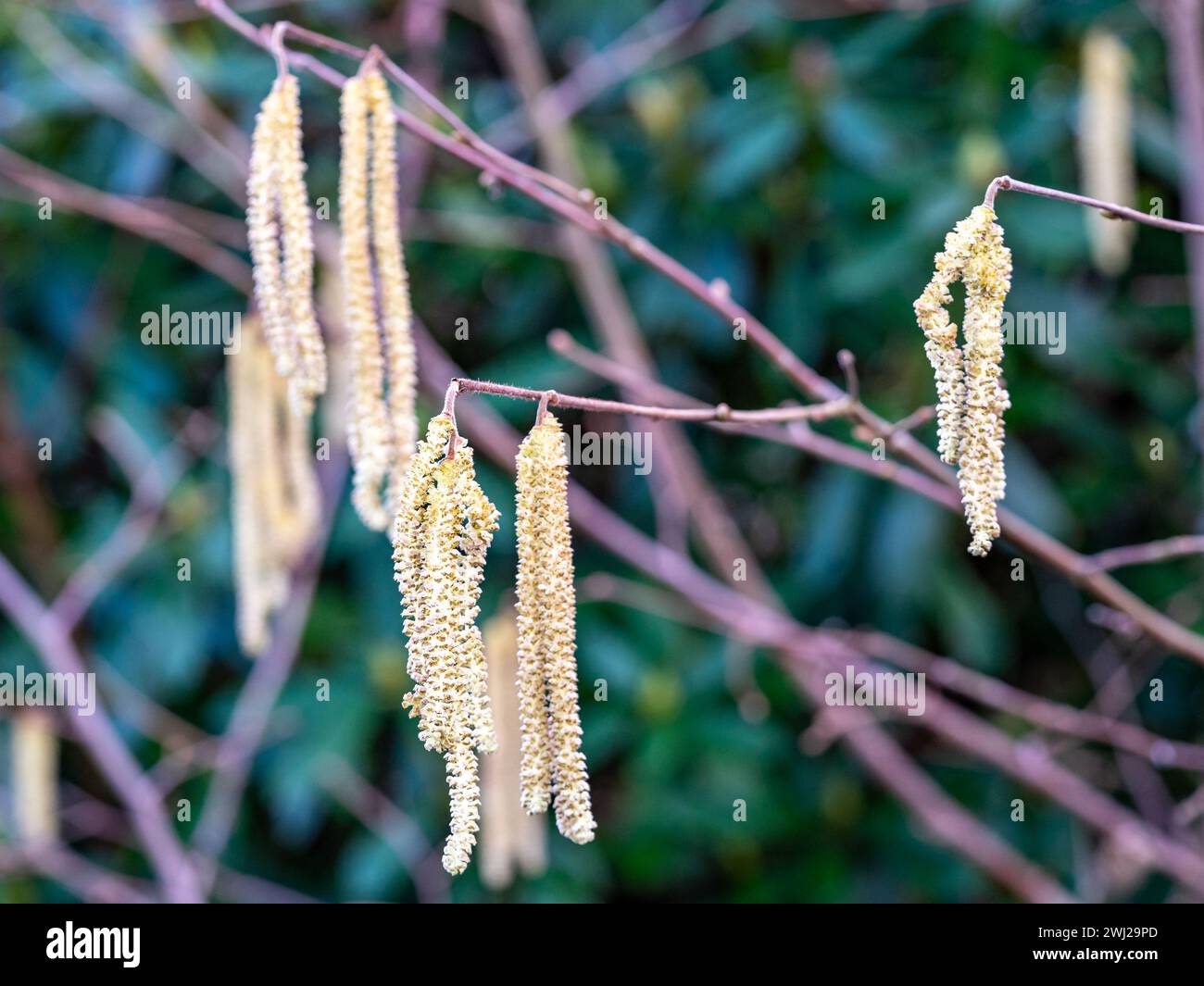 Hazelnut bush blossom in spring allergy risk Stock Photo - Alamy