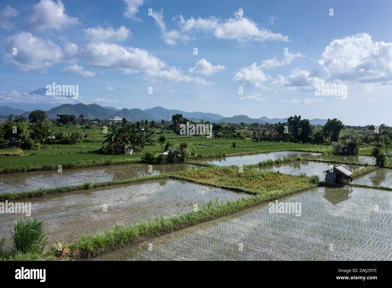 Aerial drone landscape of rice paddy fields in Bali Indonesia Stock ...