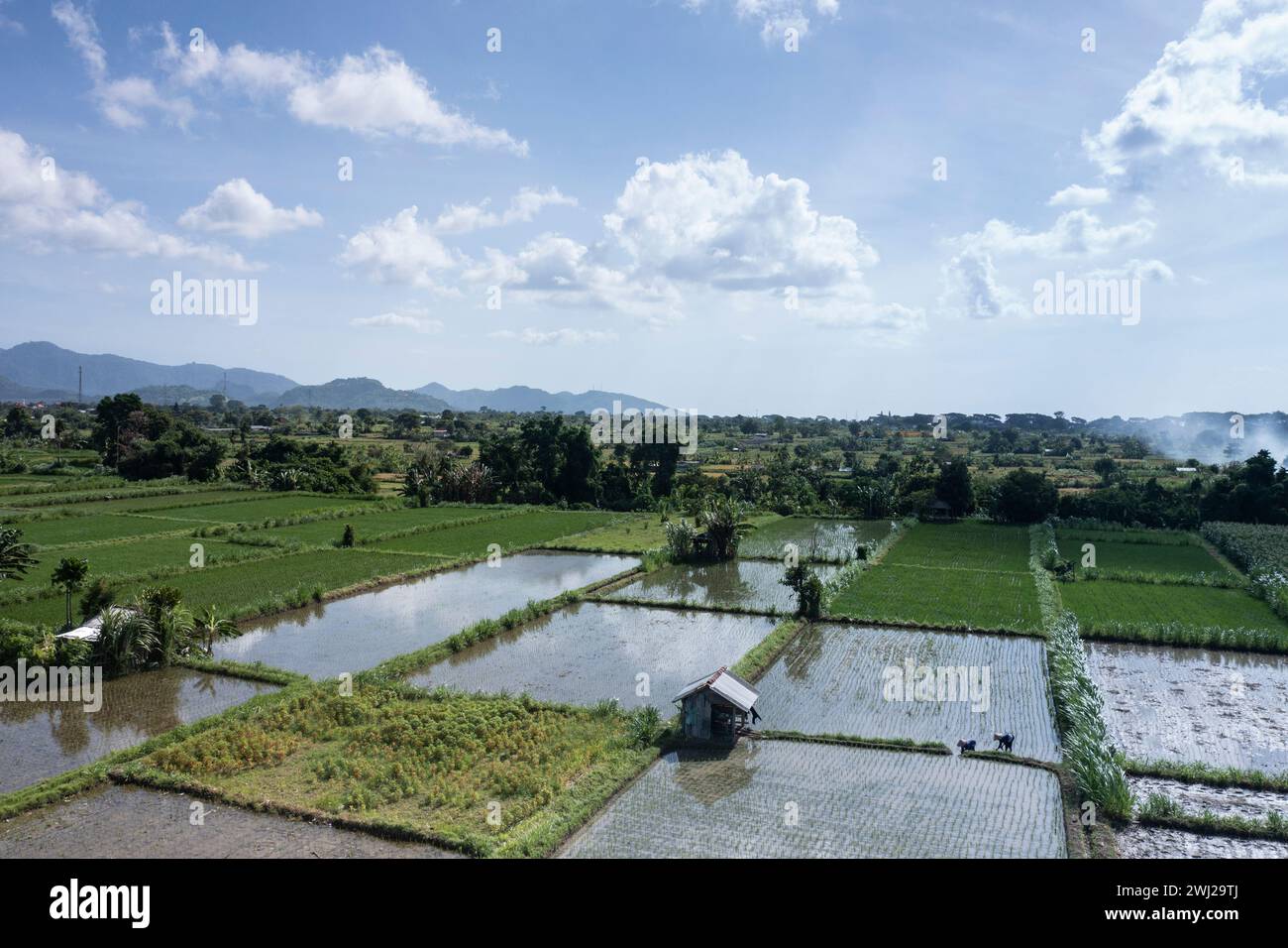 Aerial drone landscape of rice paddy fields in Bali Indonesia Stock ...