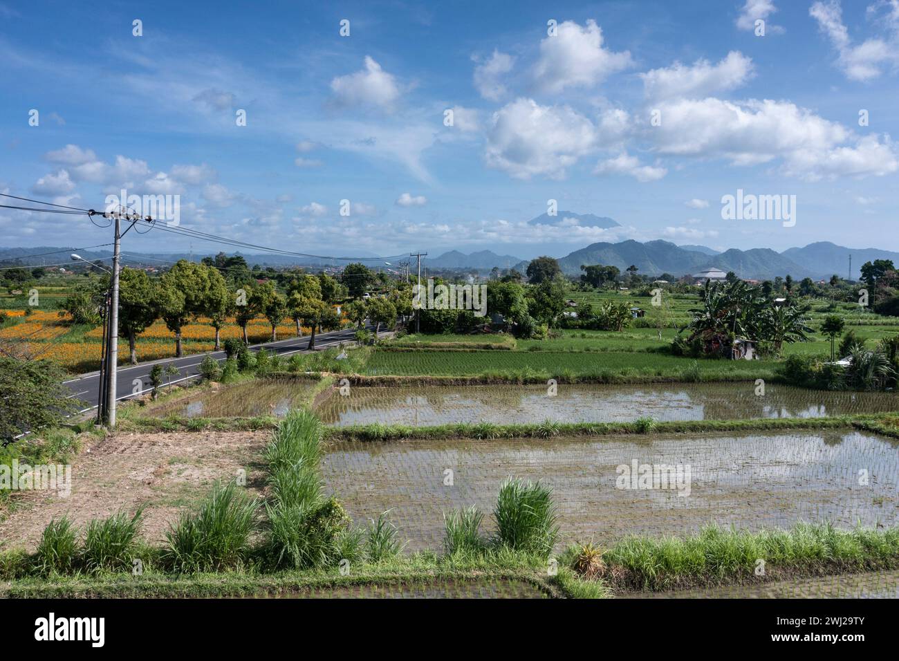 Agricultural landscape aerial drone rice hi-res stock photography and ...