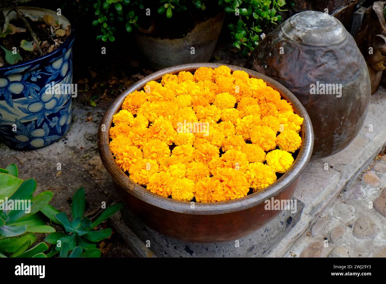 Marigold marigold hi-res stock photography and images - Alamy