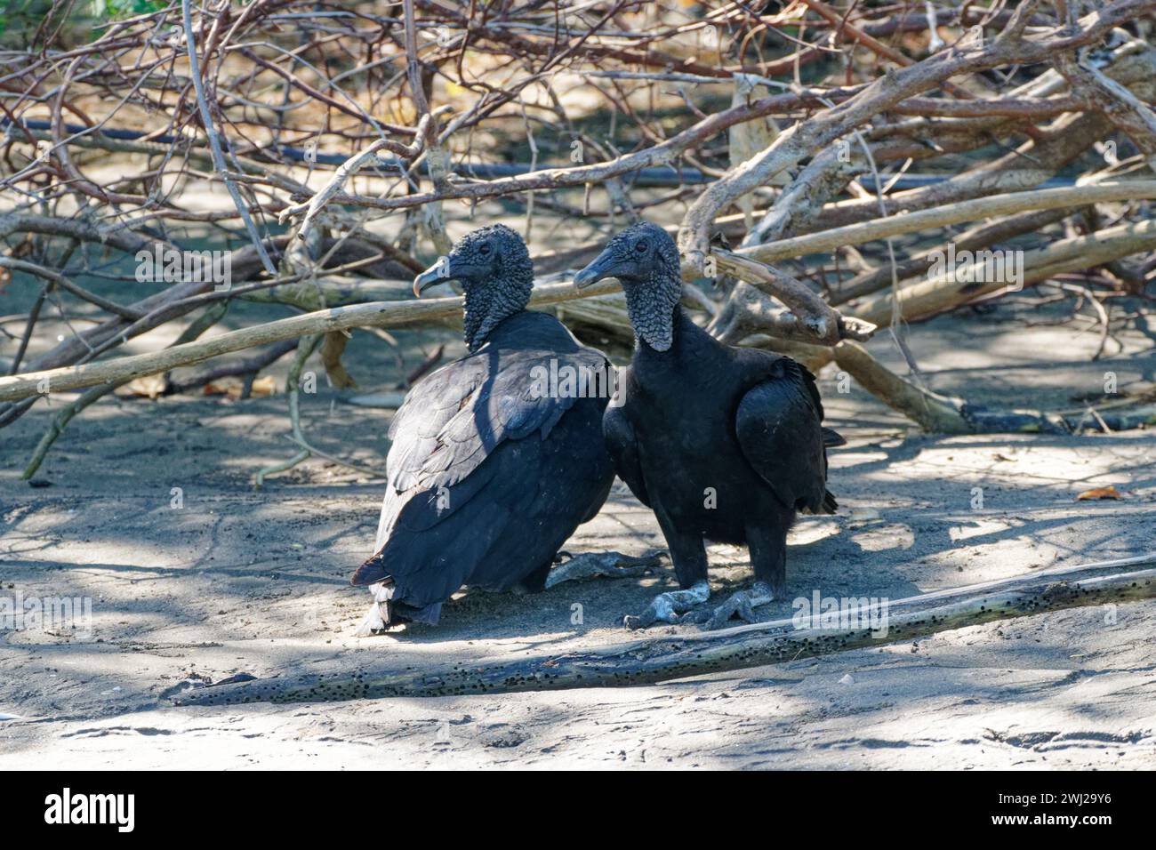 Black vuture hi-res stock photography and images - Alamy
