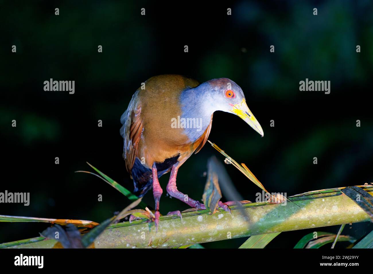 Russet naped wood rail hi-res stock photography and images - Alamy