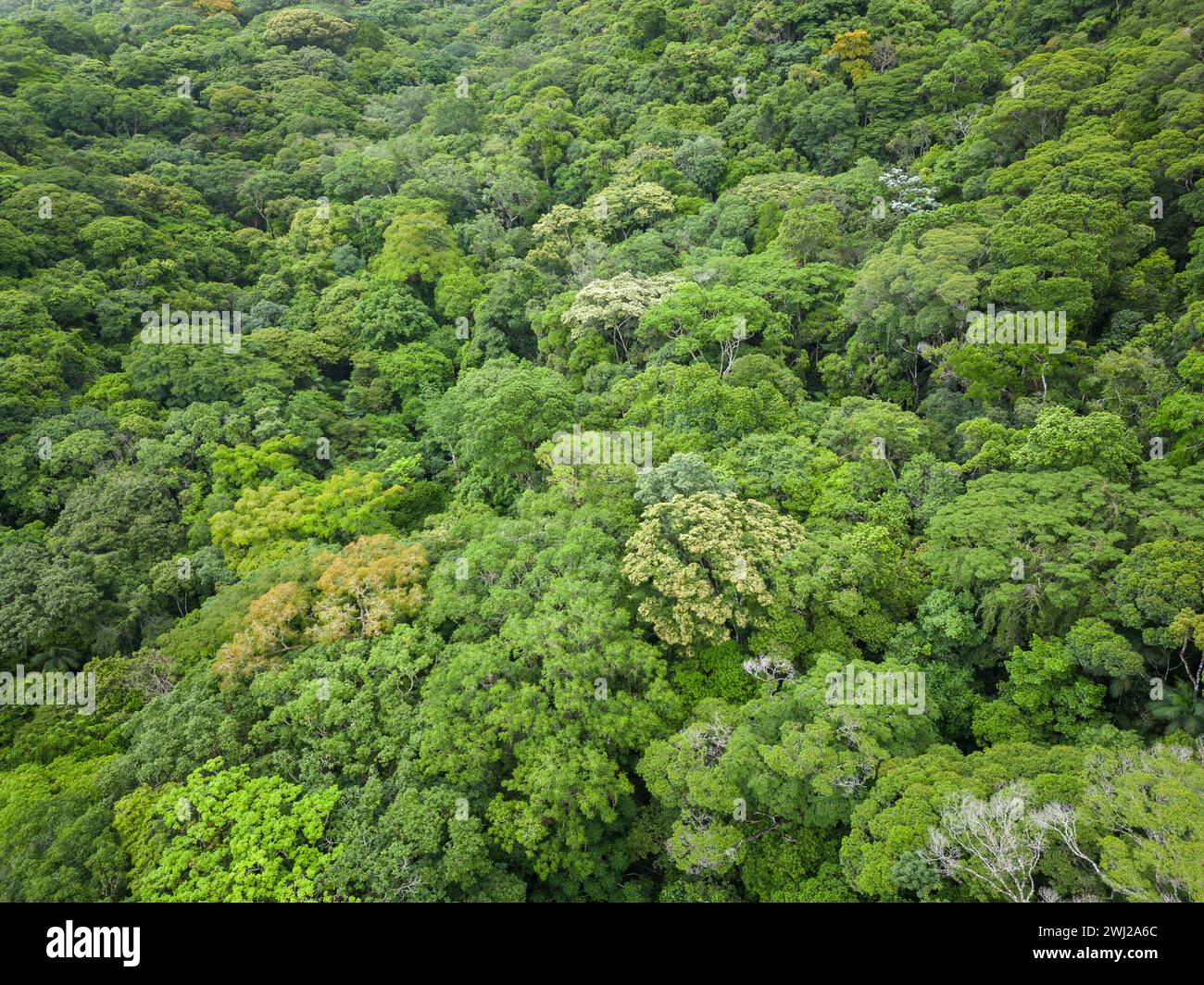 Beautiful aerial view to green rainforest canopy in Tijuca Park Stock ...