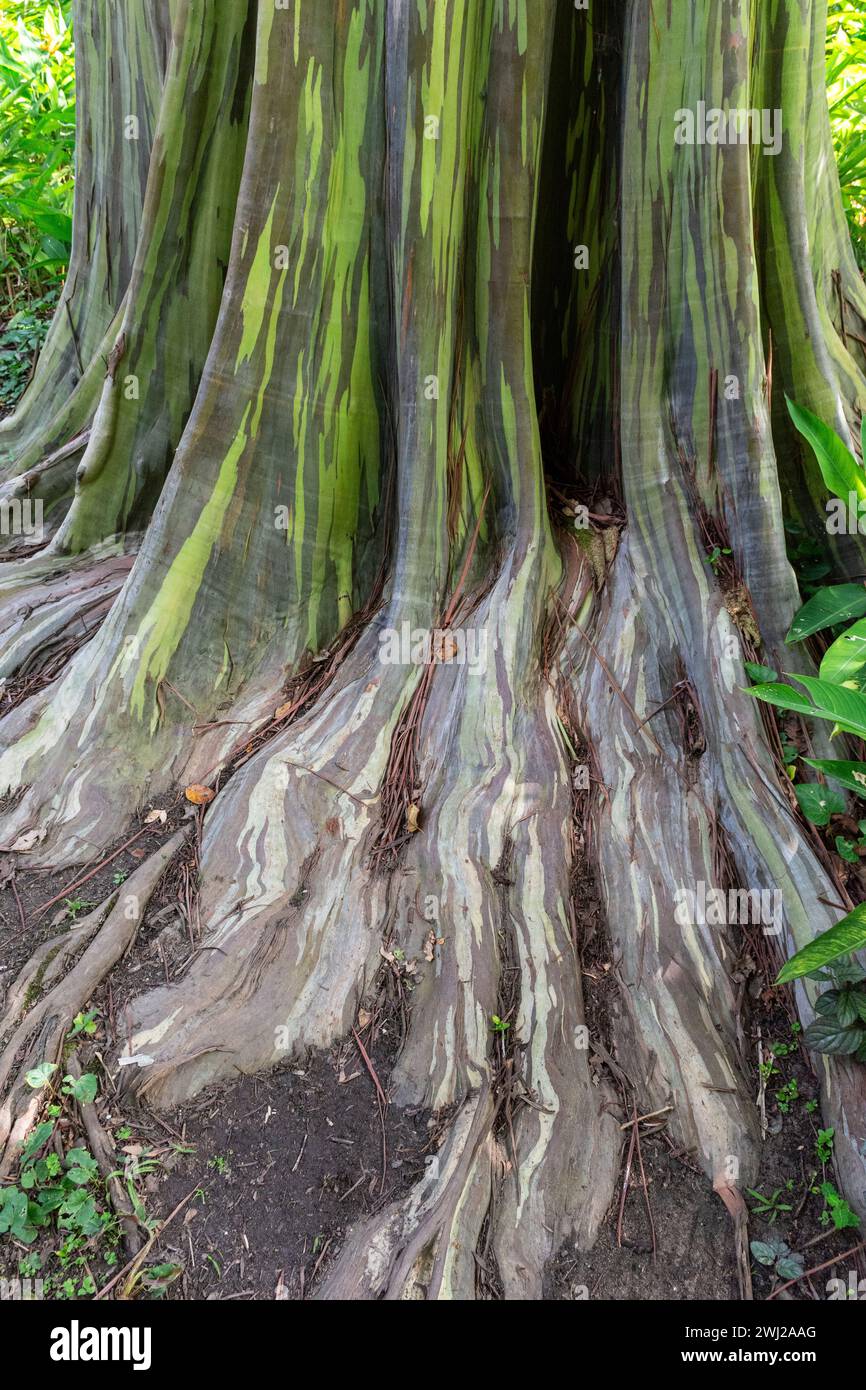 Rainbow eucalyptus tree trunk in Sítio Burle Marx, Guaratiba Stock ...