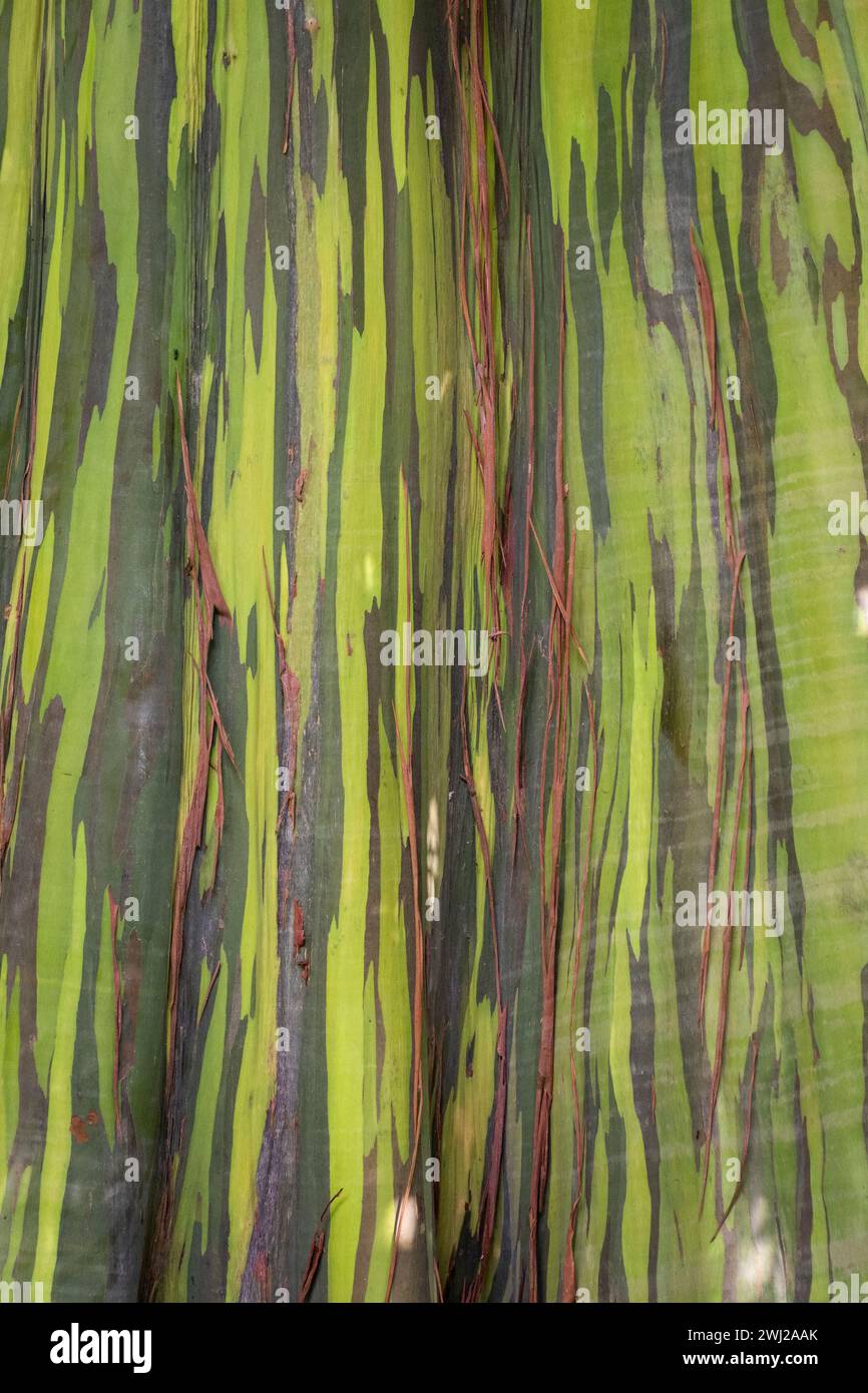 Roberto burle marx estate hi-res stock photography and images - Alamy