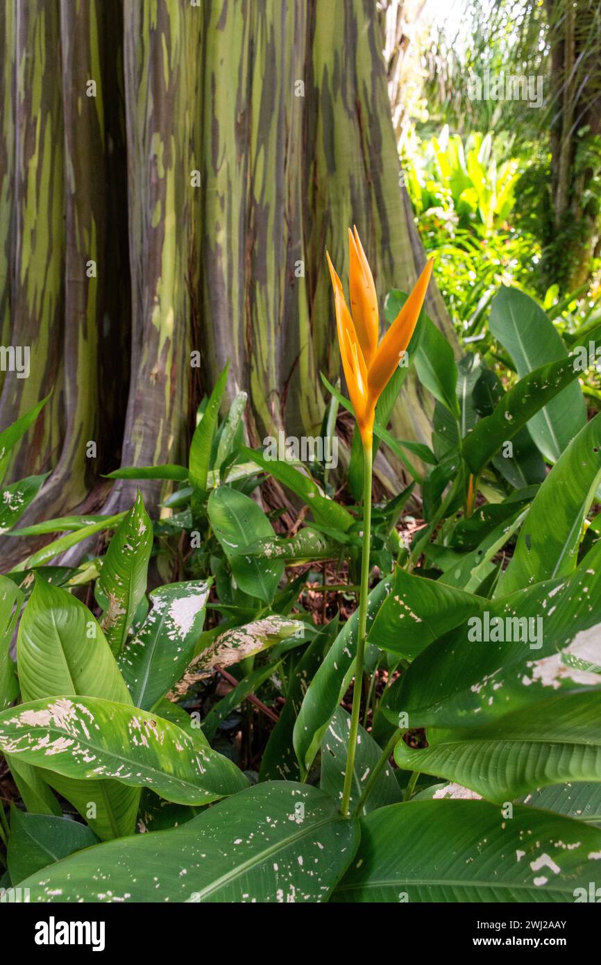 Rainbow eucalyptus tree trunk in Sítio Burle Marx, Guaratiba Stock ...