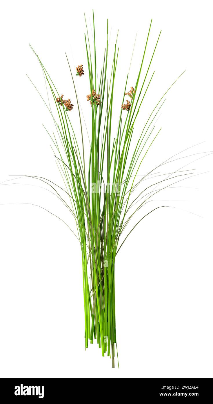 3D rendering of a common rush plant or Juncus effusus isolated on white ...