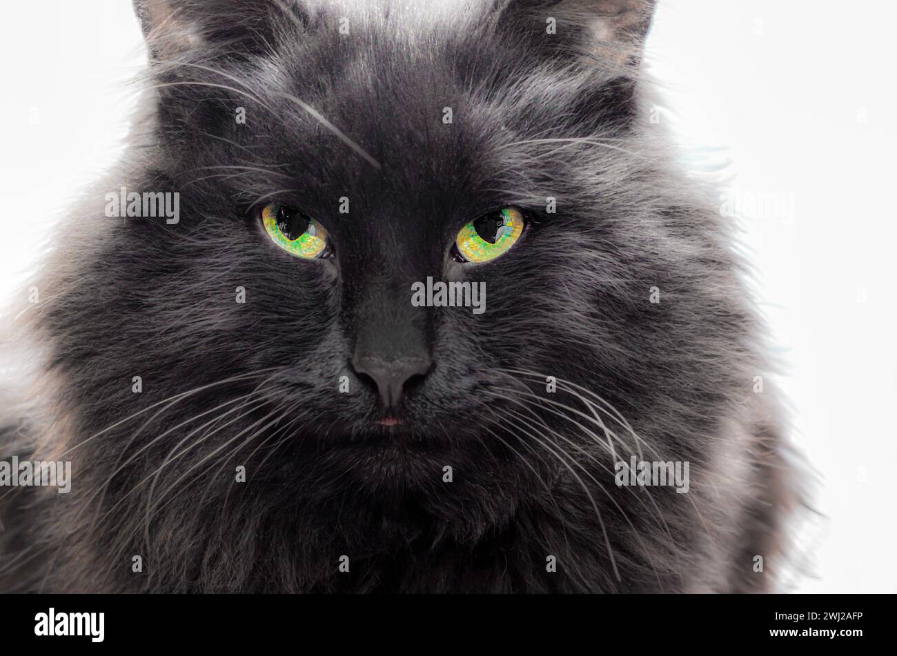 Big black cat looks angrily on a white background Stock Photo - Alamy