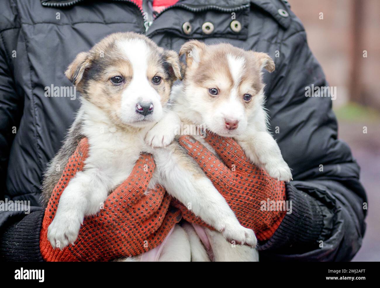 Human puppies hi-res stock photography and images - Alamy