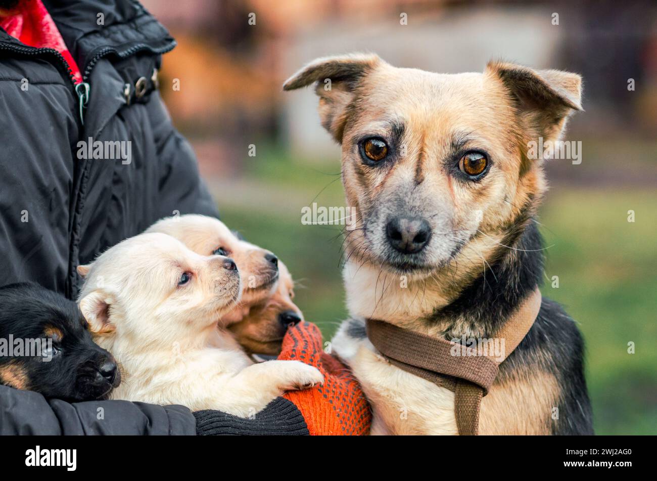Adult dog and puppies hi-res stock photography and images - Alamy