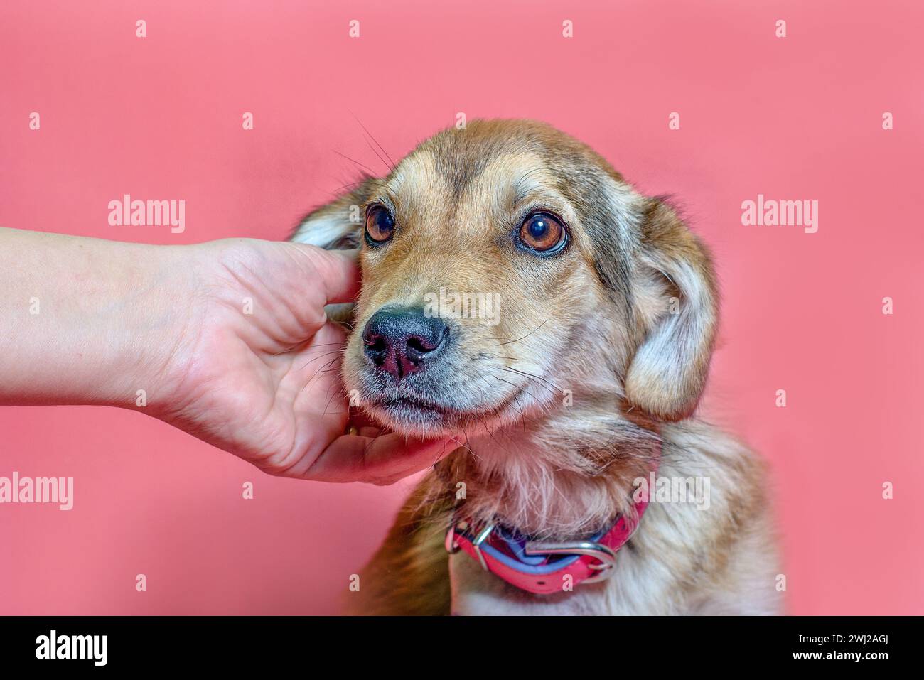 Female hand scratches overbred puppy ear Stock Photo - Alamy