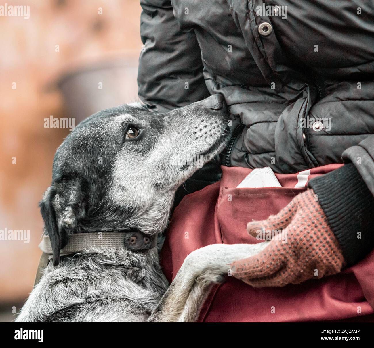 Mongrel emotionally trustingly clings to his hand Stock Photo - Alamy