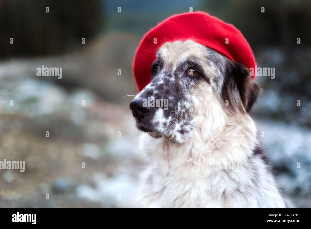 Big dog in bright red beret portrait close-up Stock Photo - Alamy
