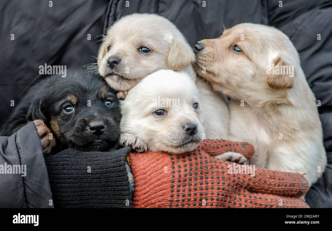 Human puppies hi-res stock photography and images - Alamy