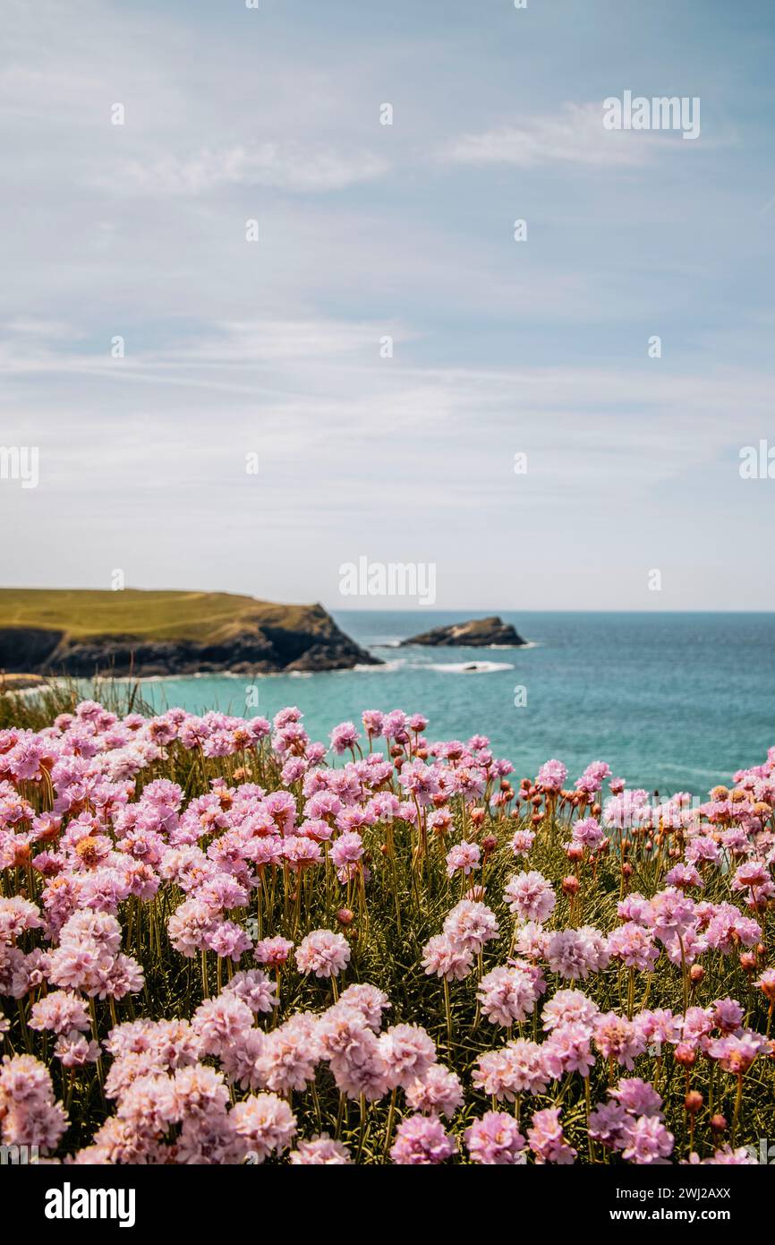 A scenic view of a field of pink flowers overlooking the sea in ...