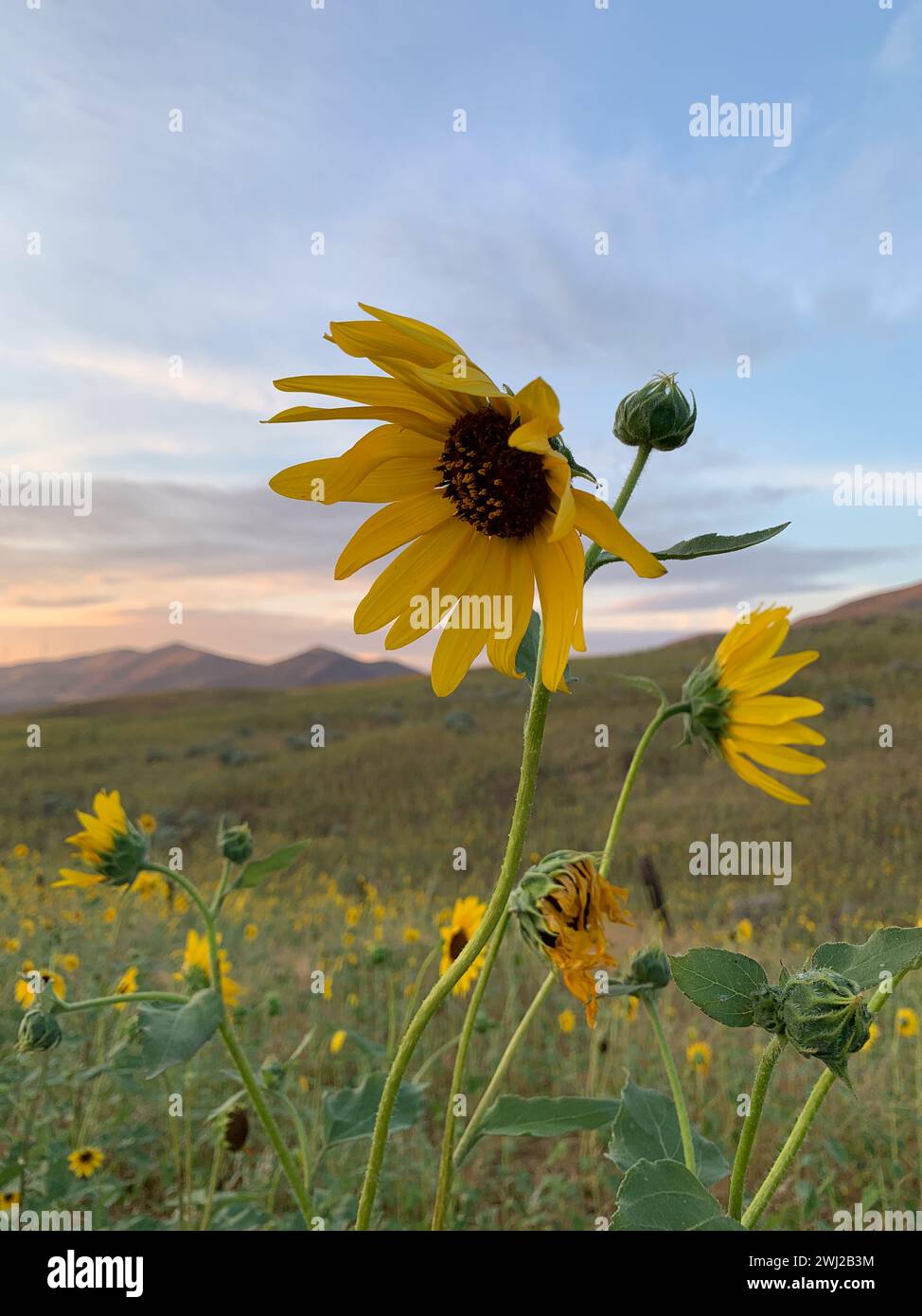 Wild Sunflowers Heliantus on Oregon Hillside Stock Photo - Alamy