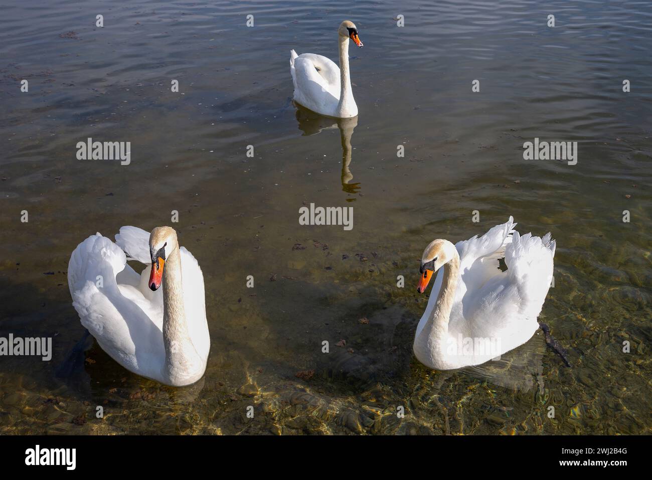 Three white swans on the lake Stock Photo - Alamy