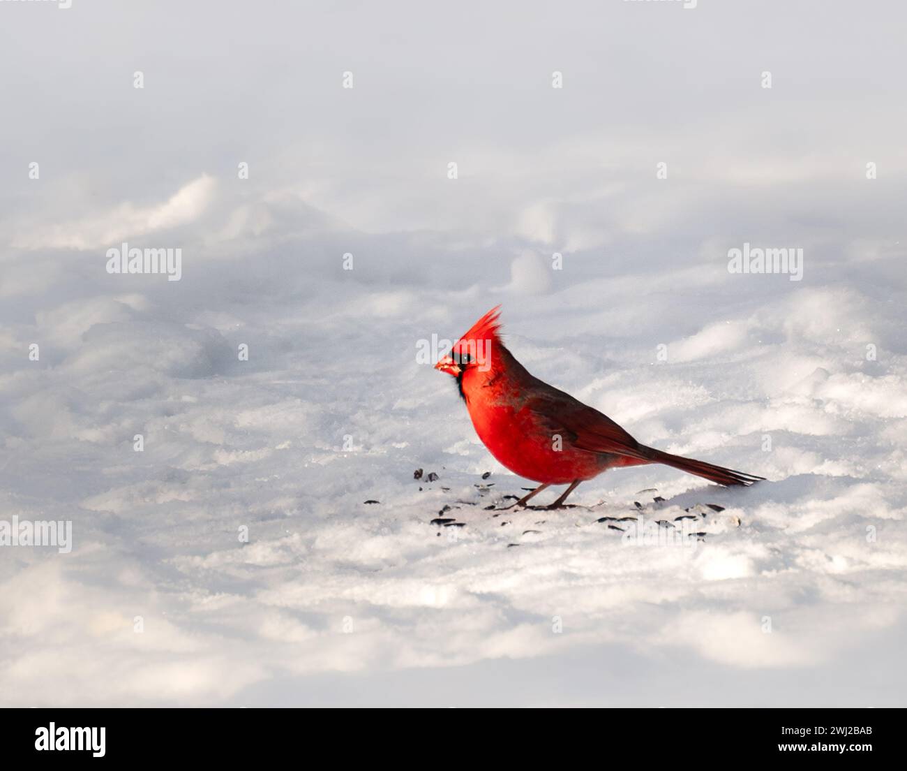 Close up of red male northern cardinal eating seeds from snowy ground ...