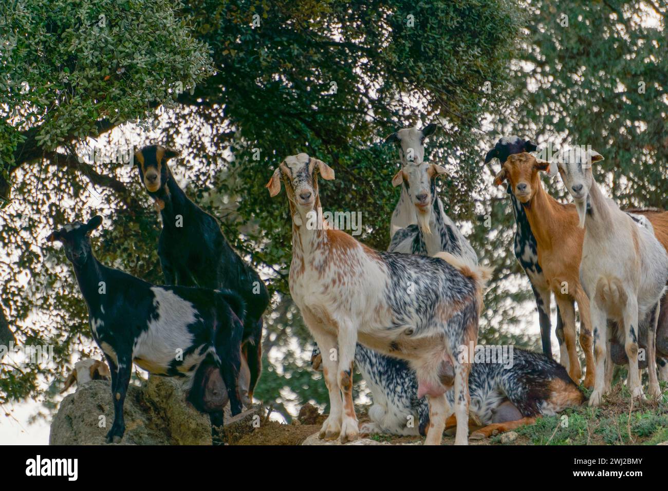 Curious goats hi-res stock photography and images - Alamy