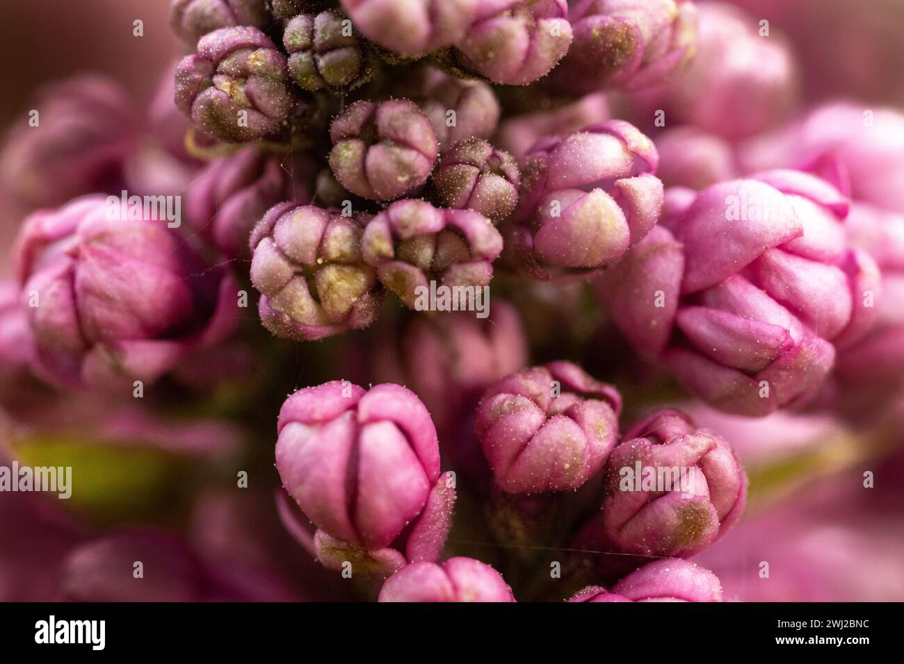 Beautiful Spring in the Pacific Northwest Stock Photo - Alamy