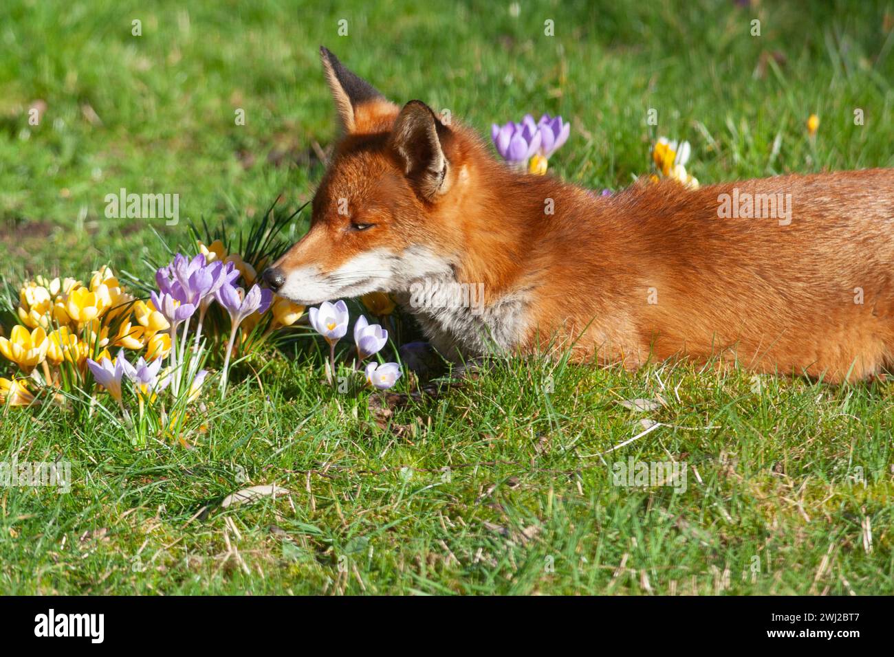 UK weather, London, 12 February 2024: A female red fox in a garden in ...