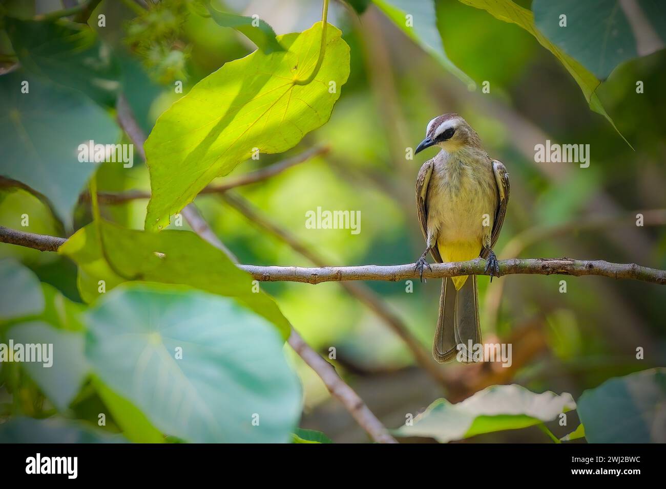 Muangthai hi-res stock photography and images - Alamy