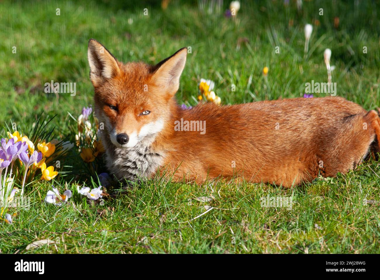 UK weather, London, 12 February 2024: A female red fox in a garden in ...